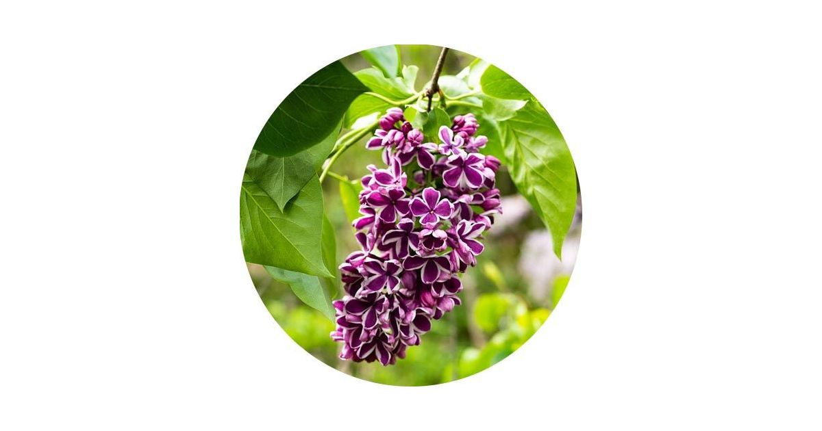 Orgona illat - Humanity